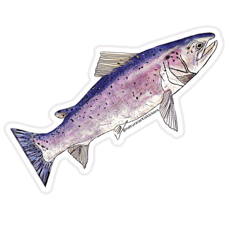 Atlantic Salmon Fish Sticker Pack (5) | Life Is Fintastic® Official ...
